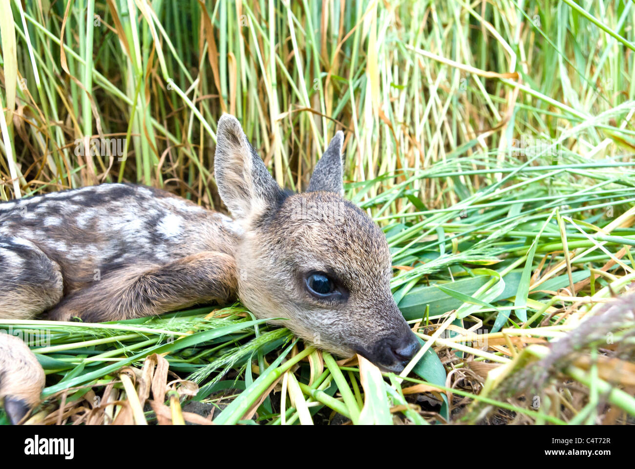 small roe deer over wheat background in sunny day Stock Photo - Alamy