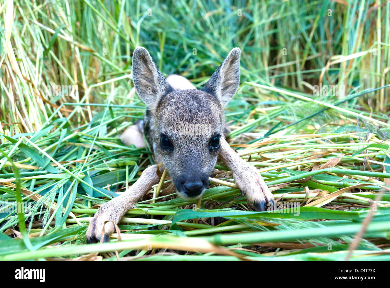 small roe deer over wheat background in sunny day Stock Photo - Alamy
