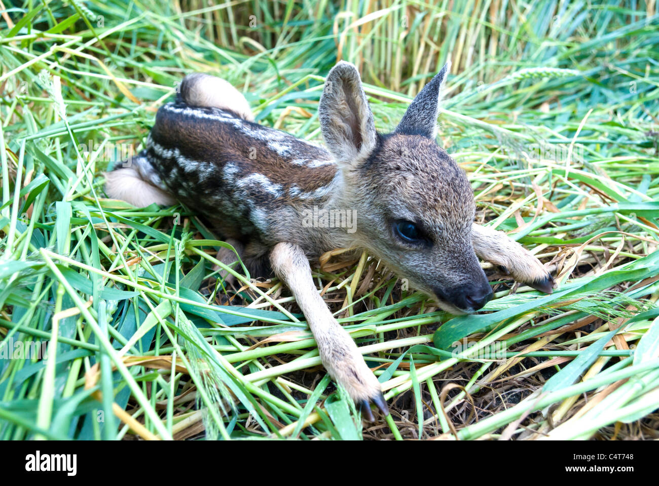 small roe deer over wheat background in sunny day Stock Photo - Alamy