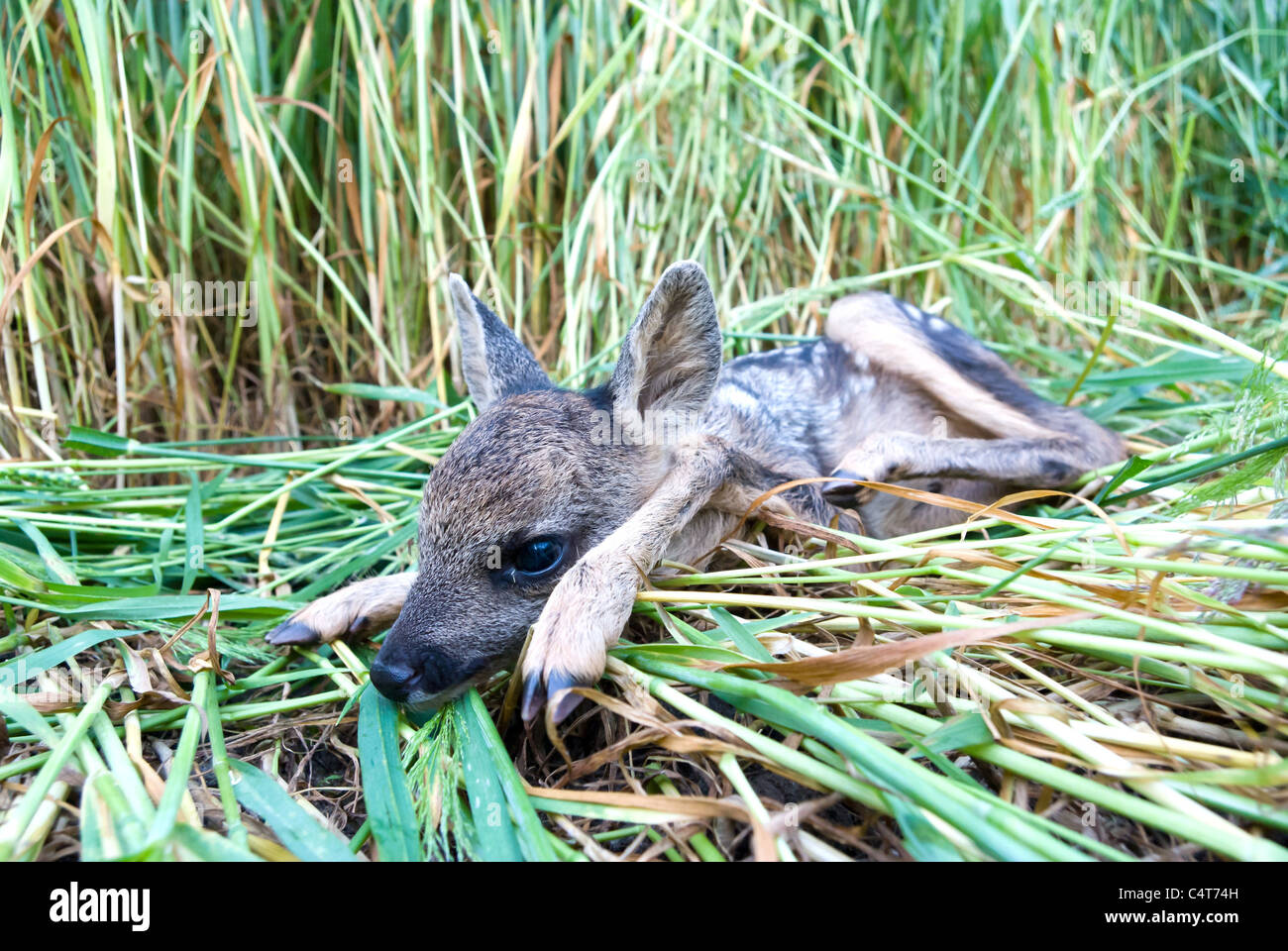 small roe deer over wheat background in sunny day Stock Photo - Alamy