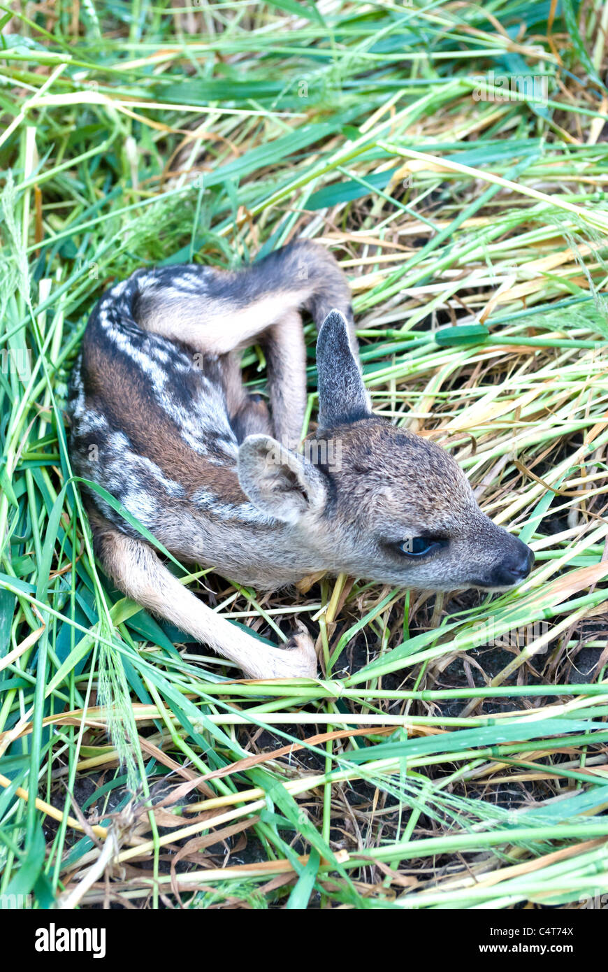small roe deer over wheat background in sunny day Stock Photo - Alamy
