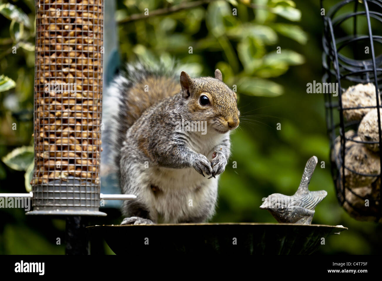 Squirrel sitting on a bird table eating fat from a hanging bird feeder ...