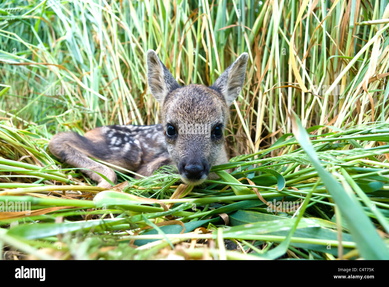 small roe deer over the plant background in sunny day Stock Photo - Alamy