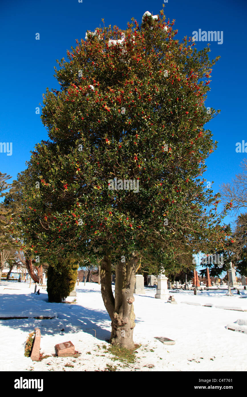 Holly tree hi-res stock photography and images - Alamy