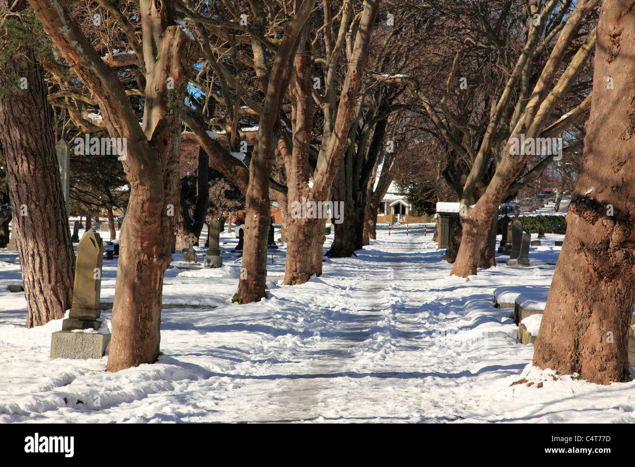 Tree lined walkway covered in snow hi-res stock photography and images ...