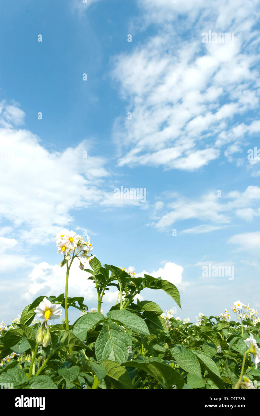 plants for natural background, fluffy wild plant grouped in sunny day ...