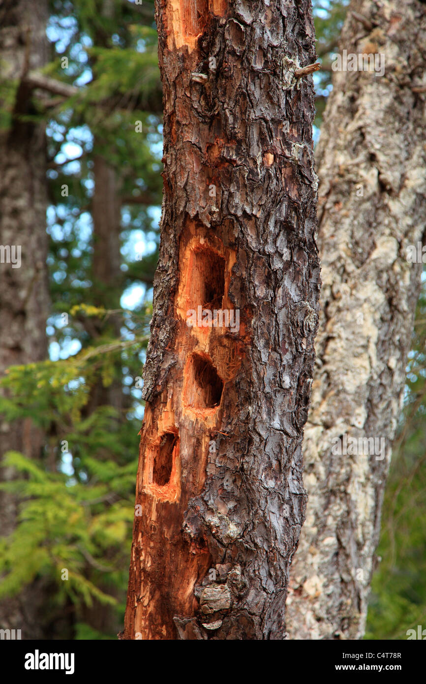 Tree holes hi-res stock photography and images - Alamy