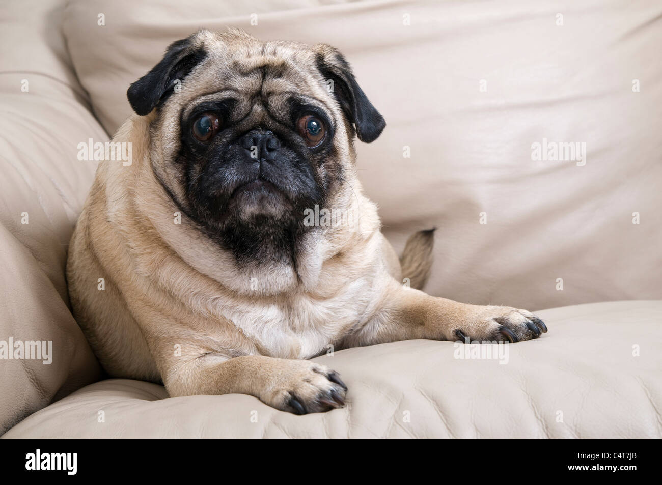 Pug Laying Down on Leather Couch Stock Photo - Alamy