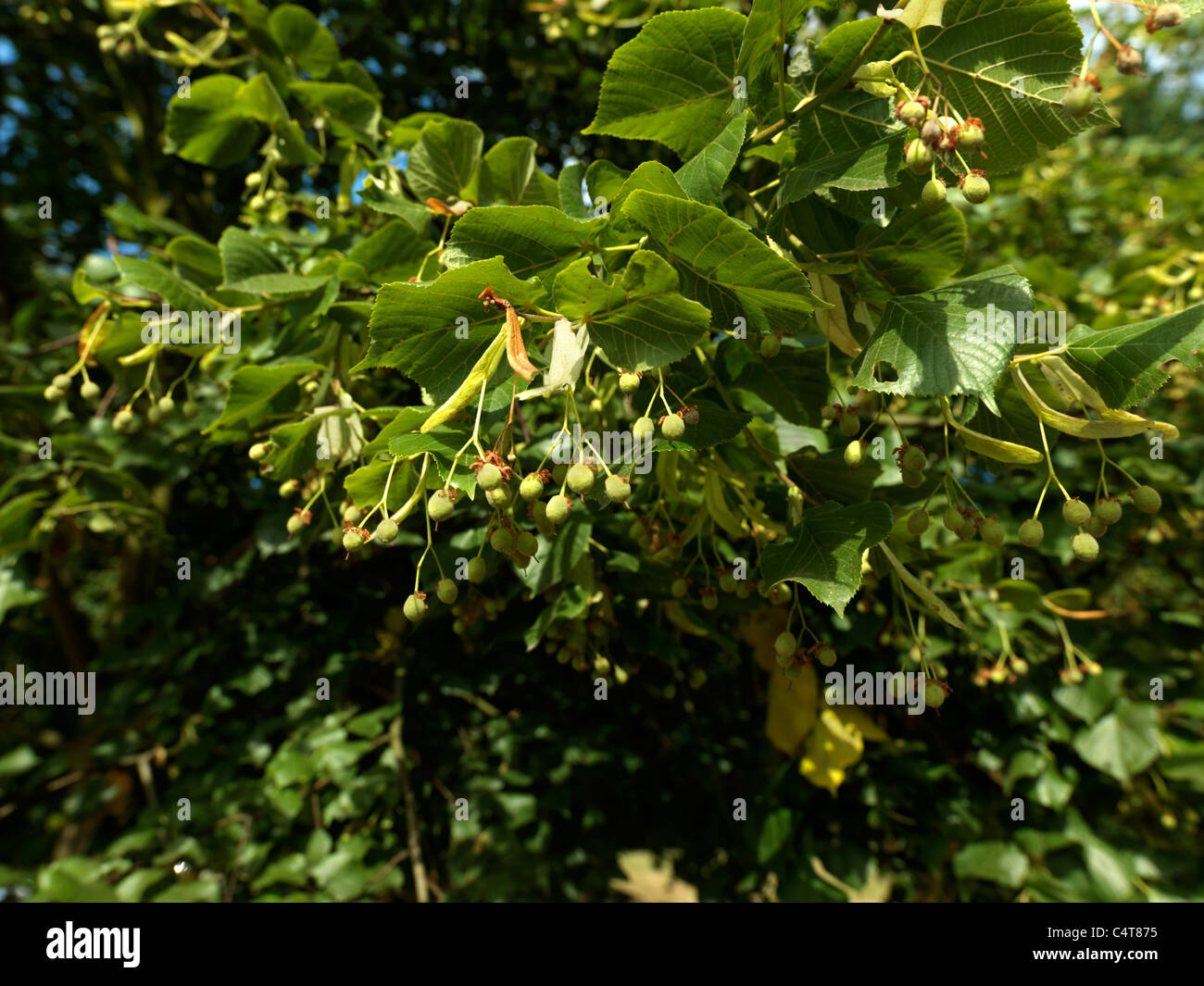 Lime Tree With Fruit On Branches Stock Photo - Alamy