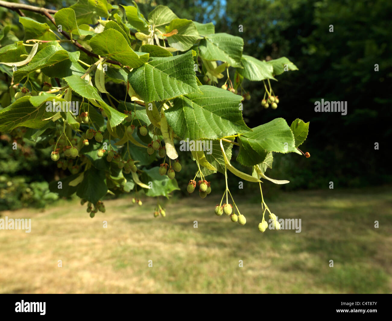 Lime Tree With Fruit On Branches Stock Photo - Alamy