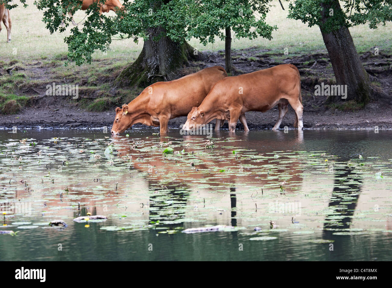 Cattle Drinking from a Pond Stock Photo - Alamy