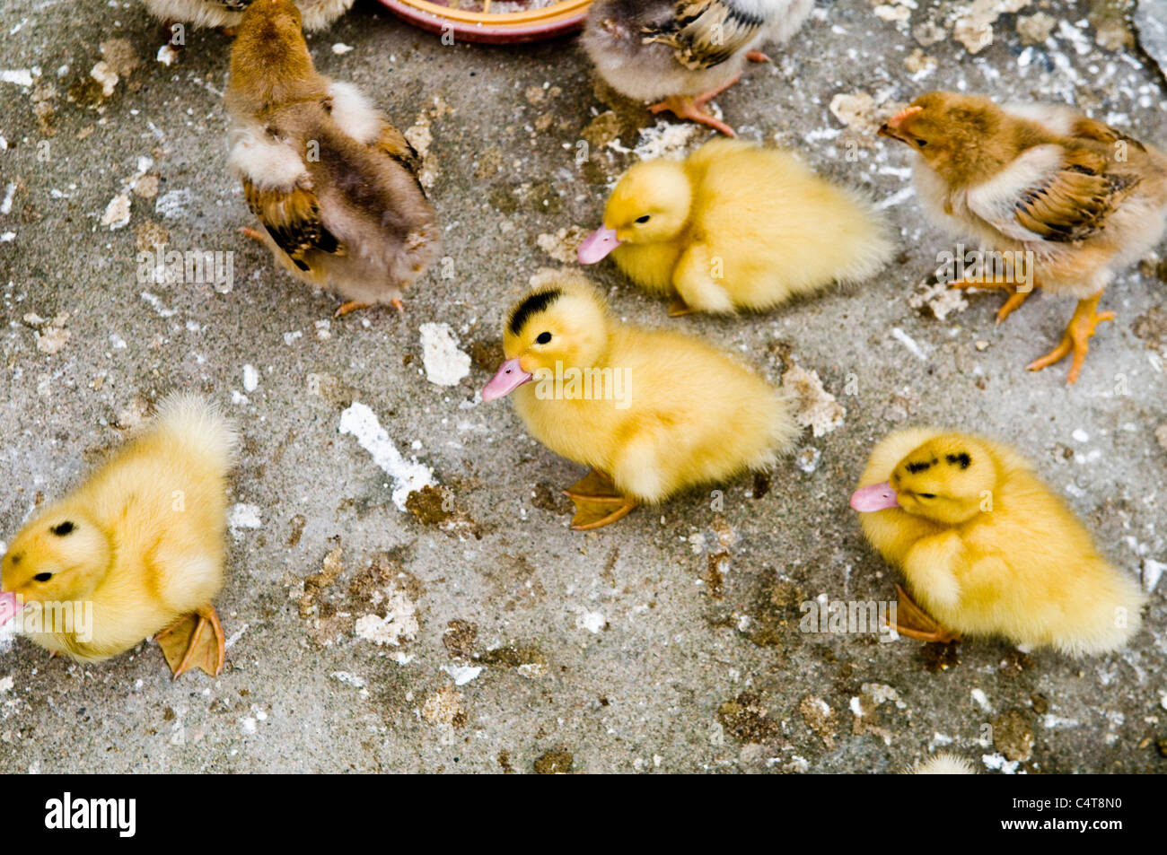 Ducklings birds hi-res stock photography and images - Alamy