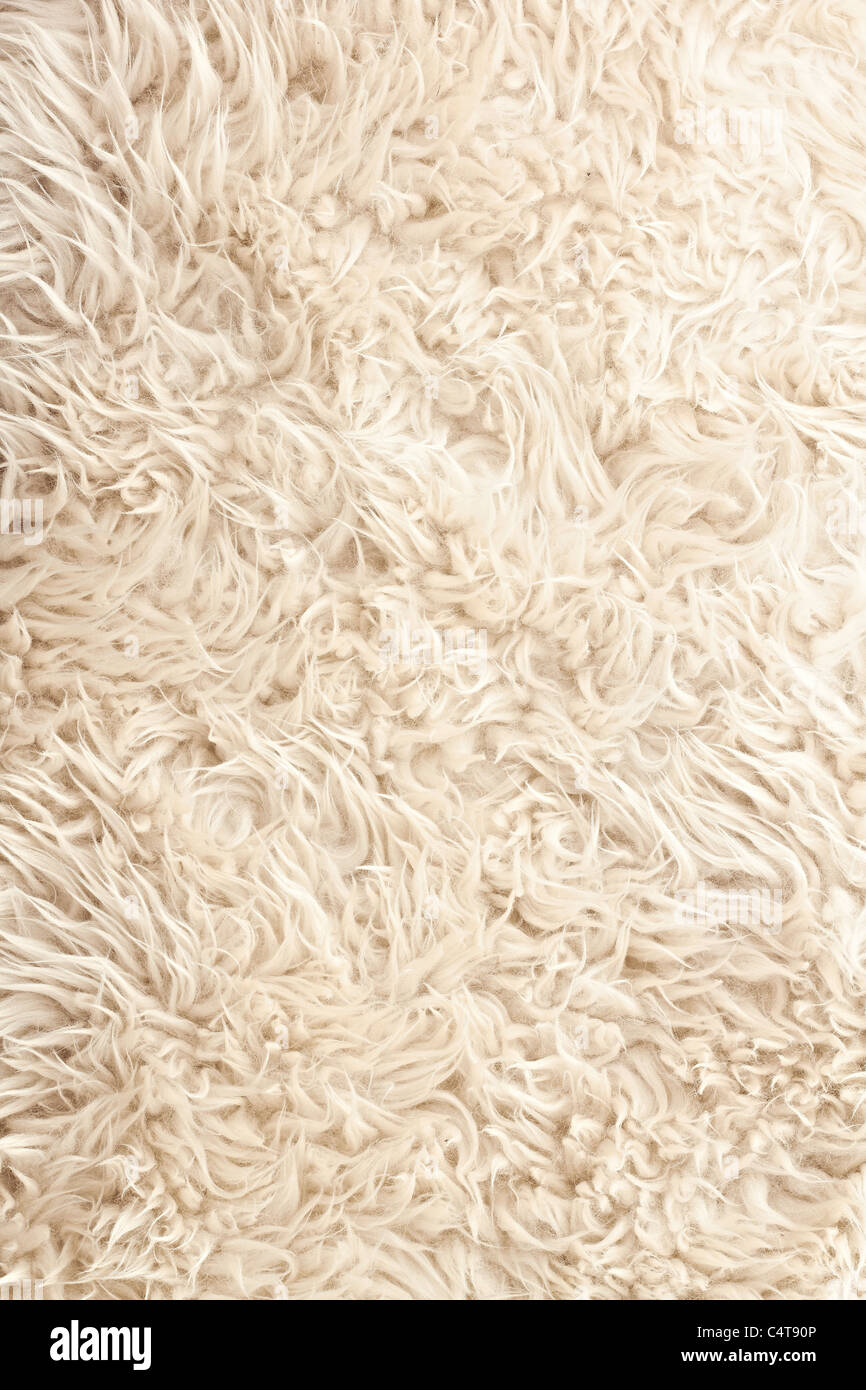 White curled sheep fur texture as background Stock Photo - Alamy