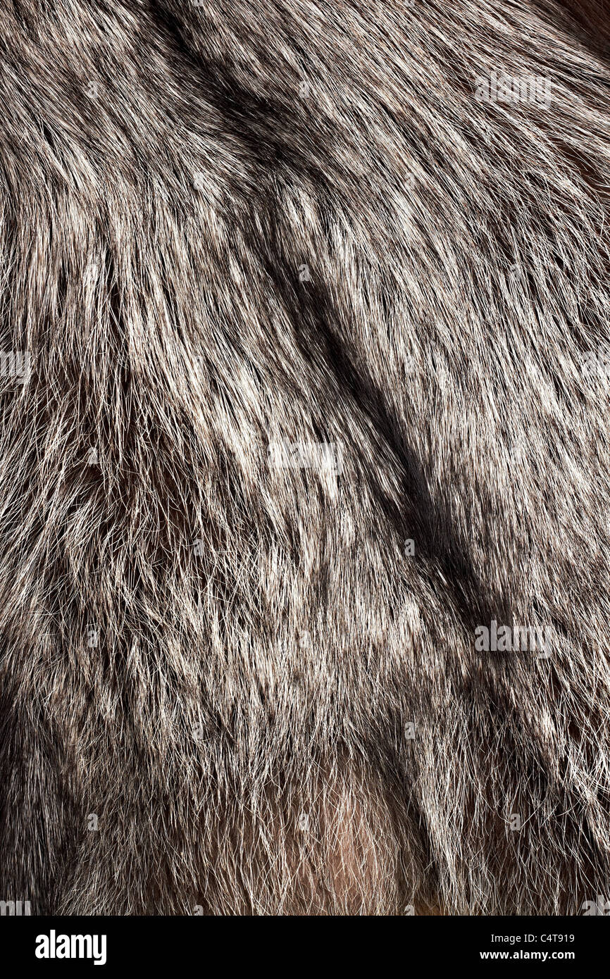 Silver fox fur texture as vertical background Stock Photo - Alamy