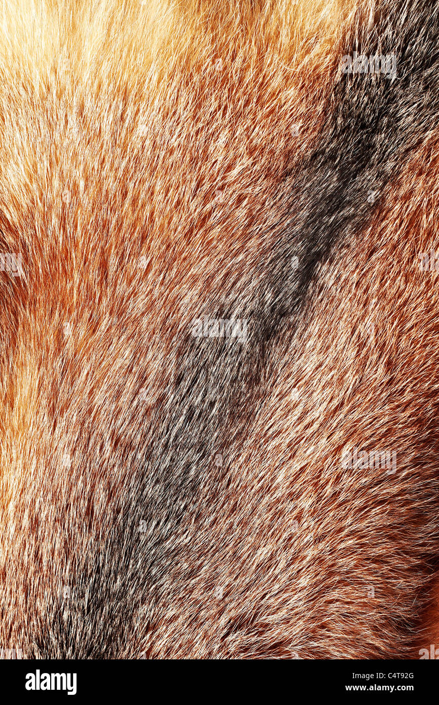 Red fox fur texture as vertical background Stock Photo - Alamy
