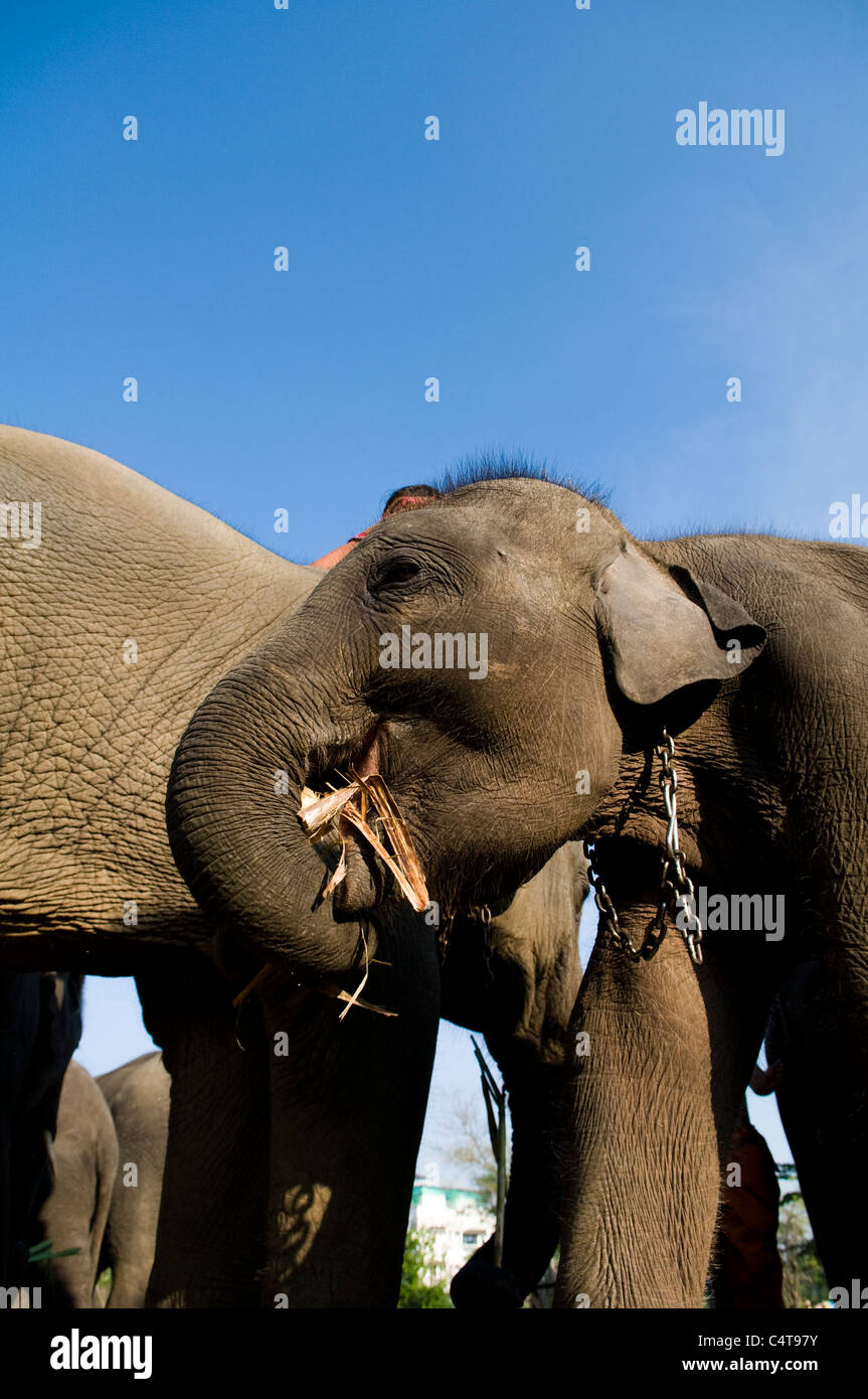 Elephants hugging hi-res stock photography and images - Alamy