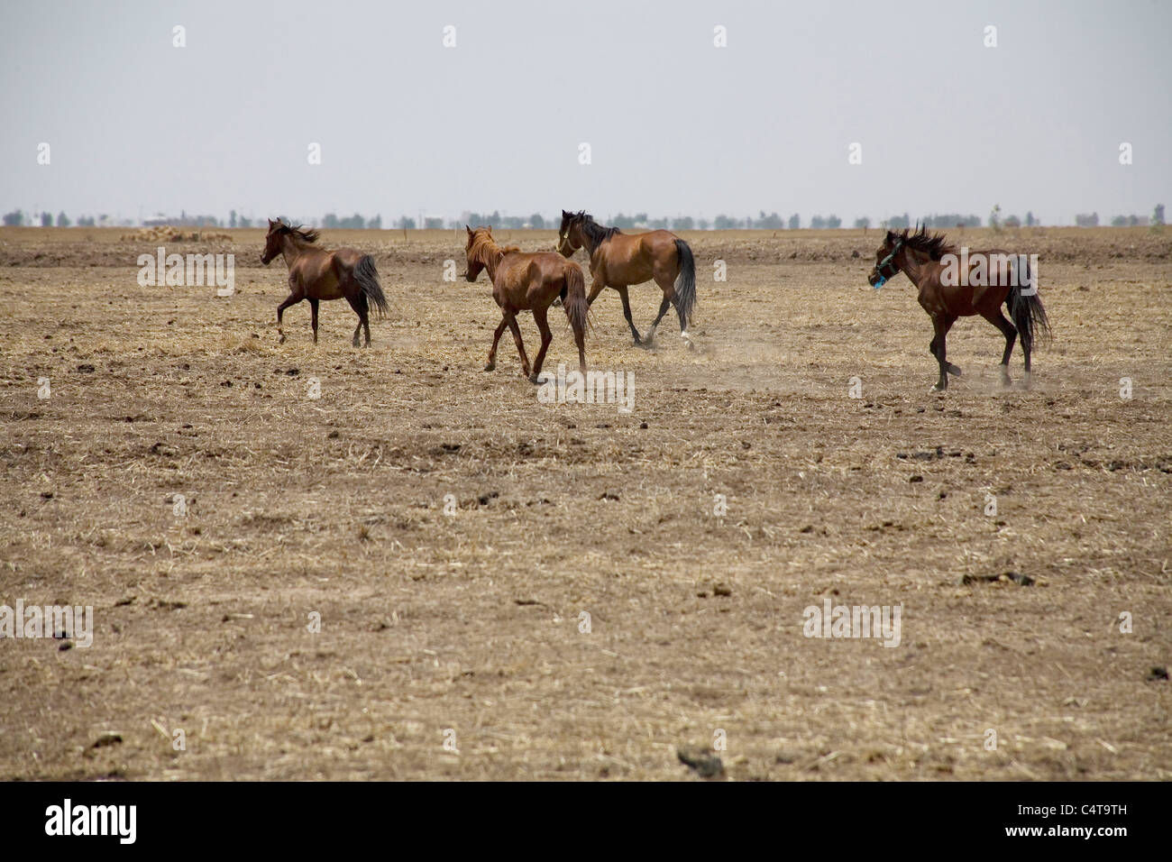 Wild turkmen horses in Iran Stock Photo - Alamy