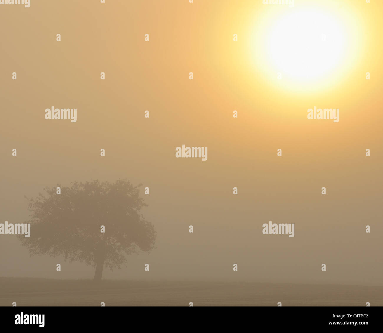 High key fruit tree hi-res stock photography and images - Alamy