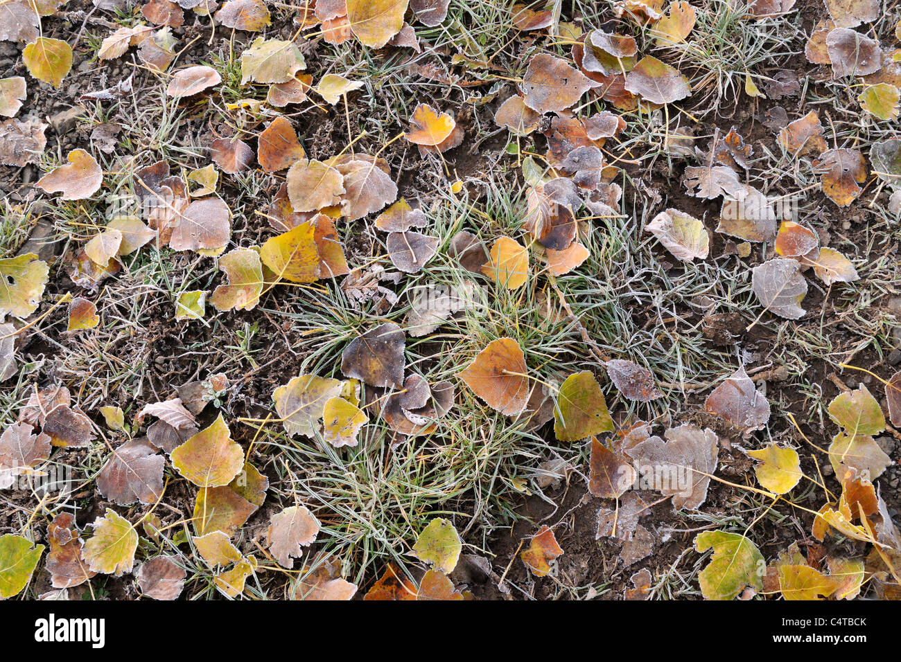 Cottonwood Leaves High Resolution Stock Photography and Images - Alamy