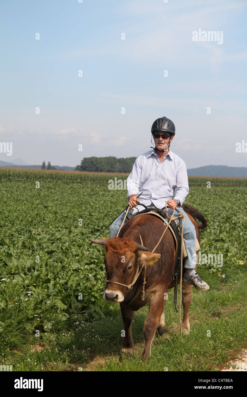 Man riding cow hi-res stock photography and images - Alamy
