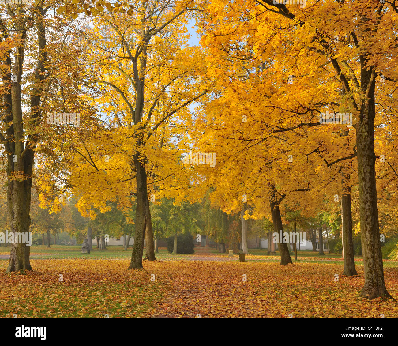 Maple Trees, Nilkheim, Aschaffenburg, Franconia, Bavaria, Germany Stock ...