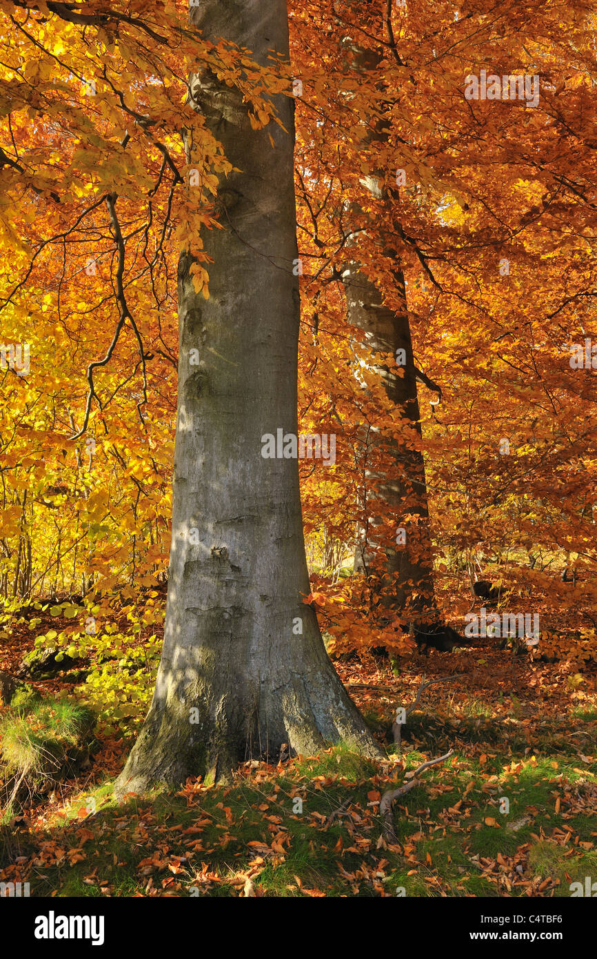 Beech Tree, Odenwald, Hesse, Germany Stock Photo - Alamy