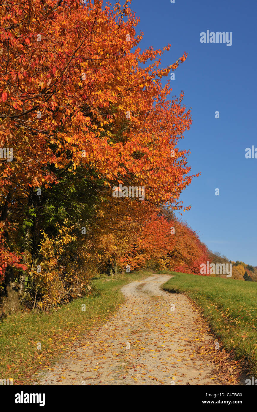 Tree way pathway fruit leaves hi-res stock photography and images - Alamy