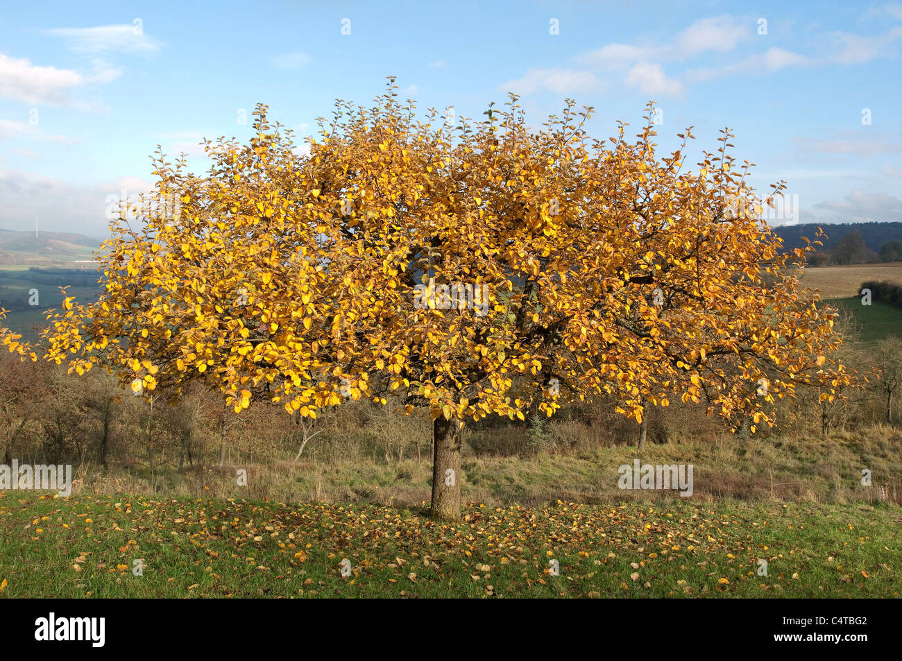 Domestic Apple (Malus domestica). Tree in autumn Stock Photo - Alamy