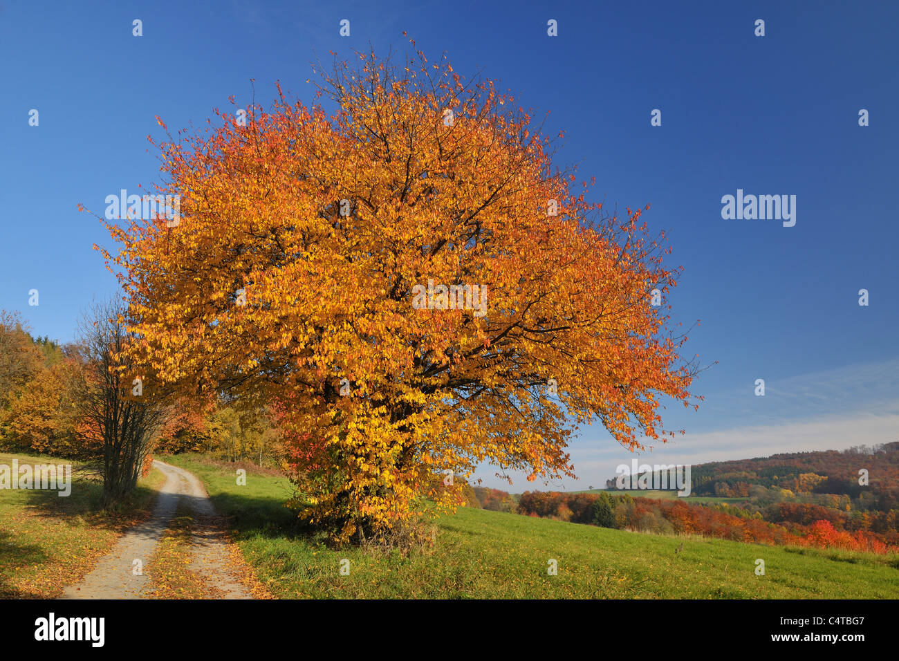 Tree way pathway fruit leaves hi-res stock photography and images - Alamy