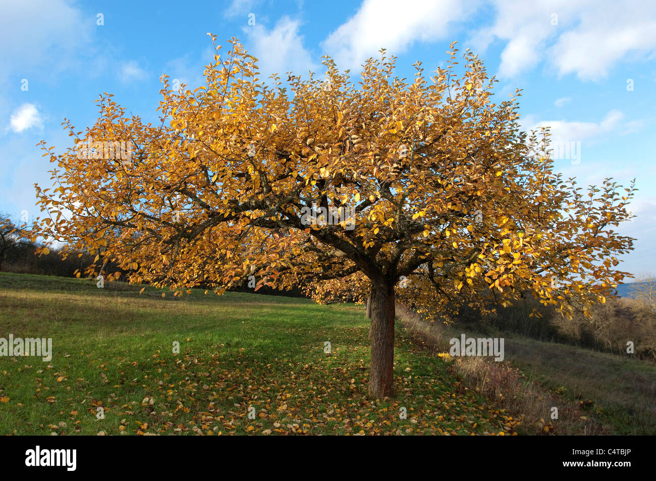 Apple tree autumn hi-res stock photography and images - Alamy