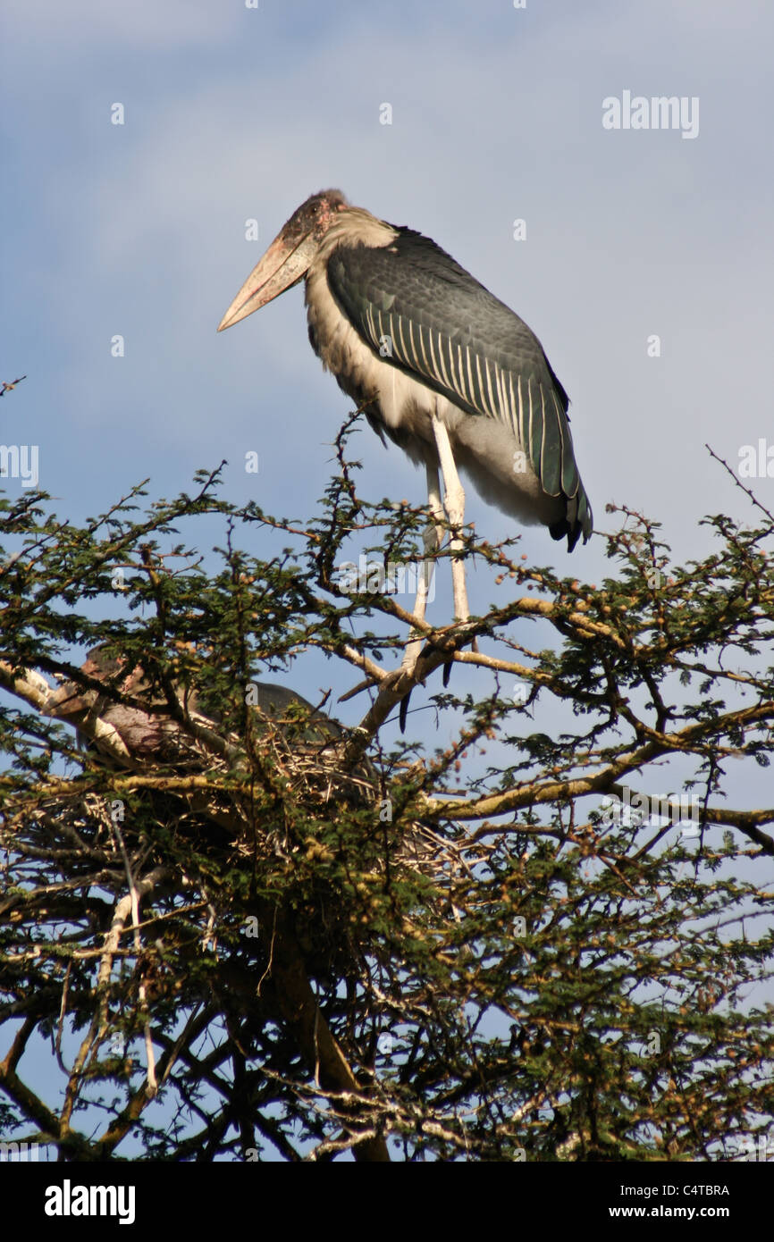 Marabou Stork bird birds Nairobi kenya east africa Stock Photo - Alamy