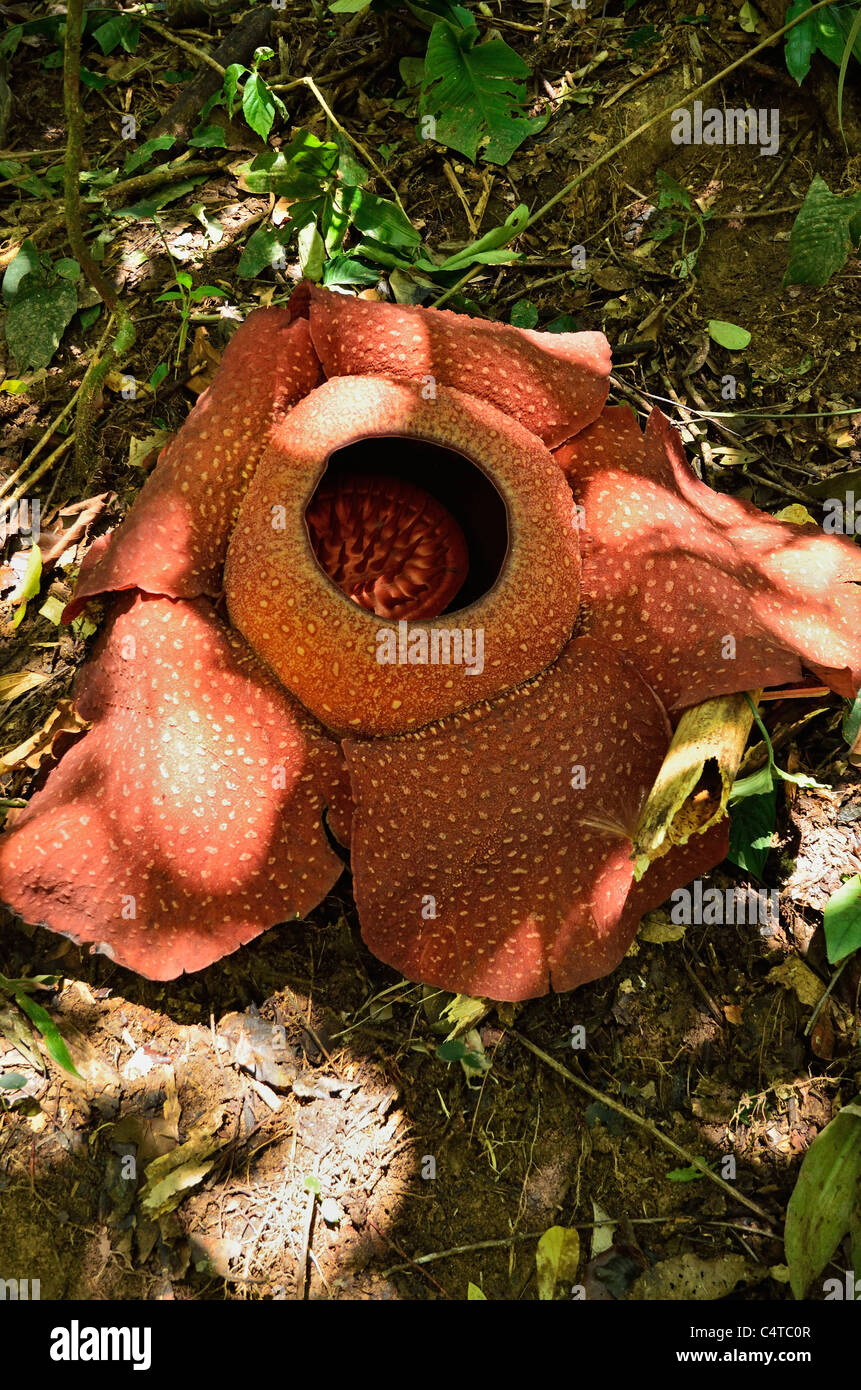 Rafflesia Flower, Cameron Highlands, Perak, Malaysia, Asia Stock Photo ...