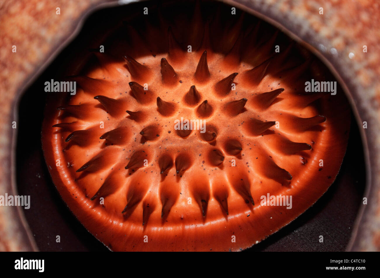 Rafflesia Flower, Cameron Highlands, Perak, Malaysia, Asia Stock Photo ...