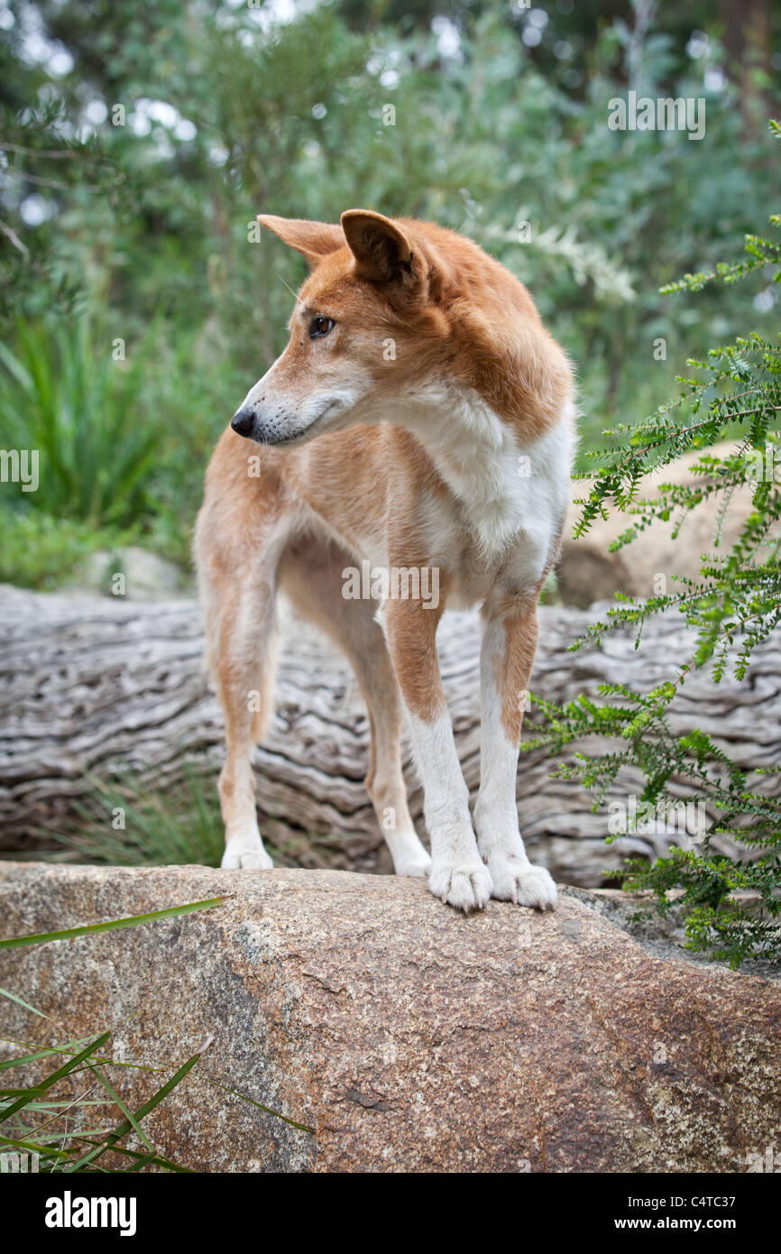 Dingo hi-res stock photography and images - Alamy