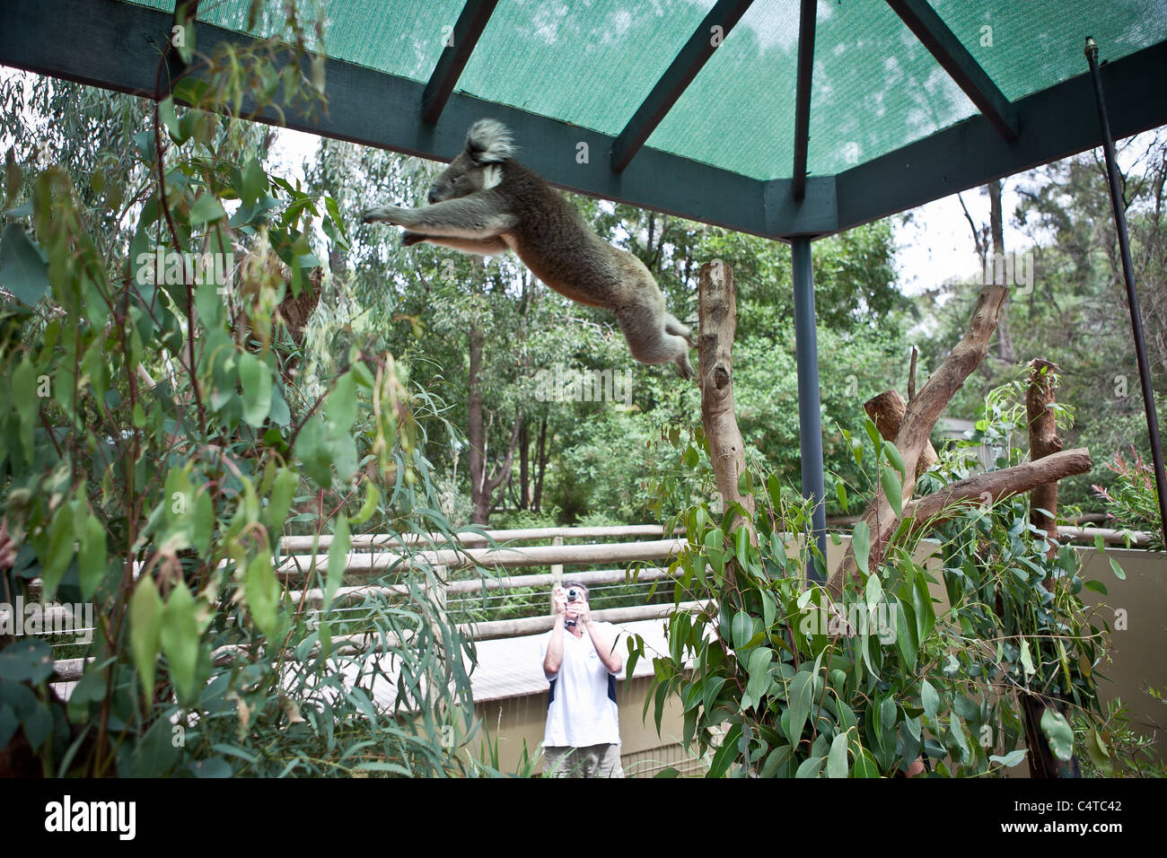 Koala jumping trees hi-res stock photography and images - Alamy
