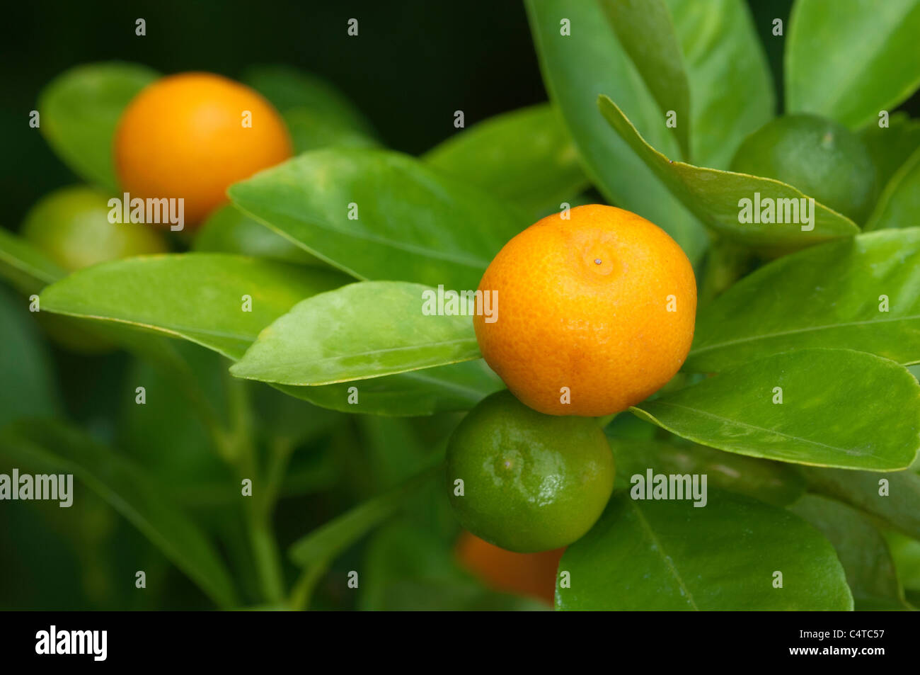 Calamondin citrofortunella microcarpa citrus fortunella hi-res stock ...