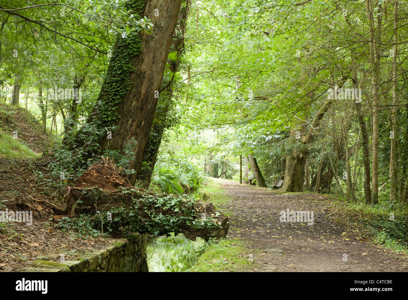 Galicia spain path walk nature environment tree green hi-res stock ...