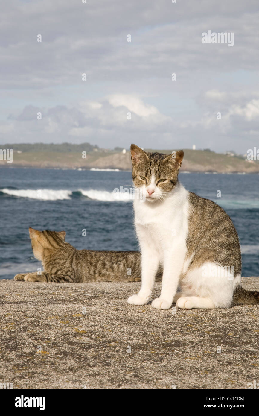 Cats on Sea Wall Stock Photo - Alamy