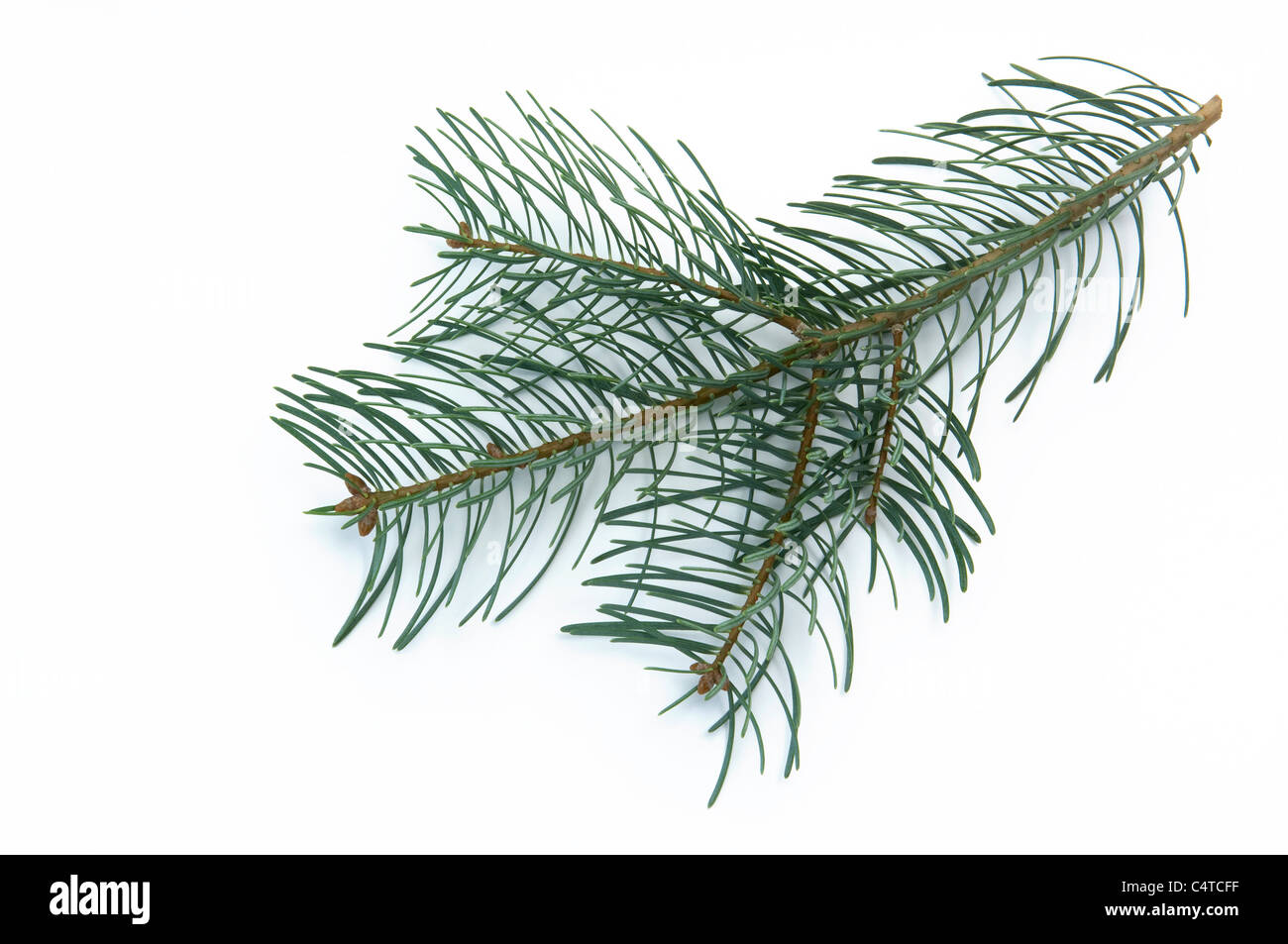 Concolor fir hi-res stock photography and images - Alamy