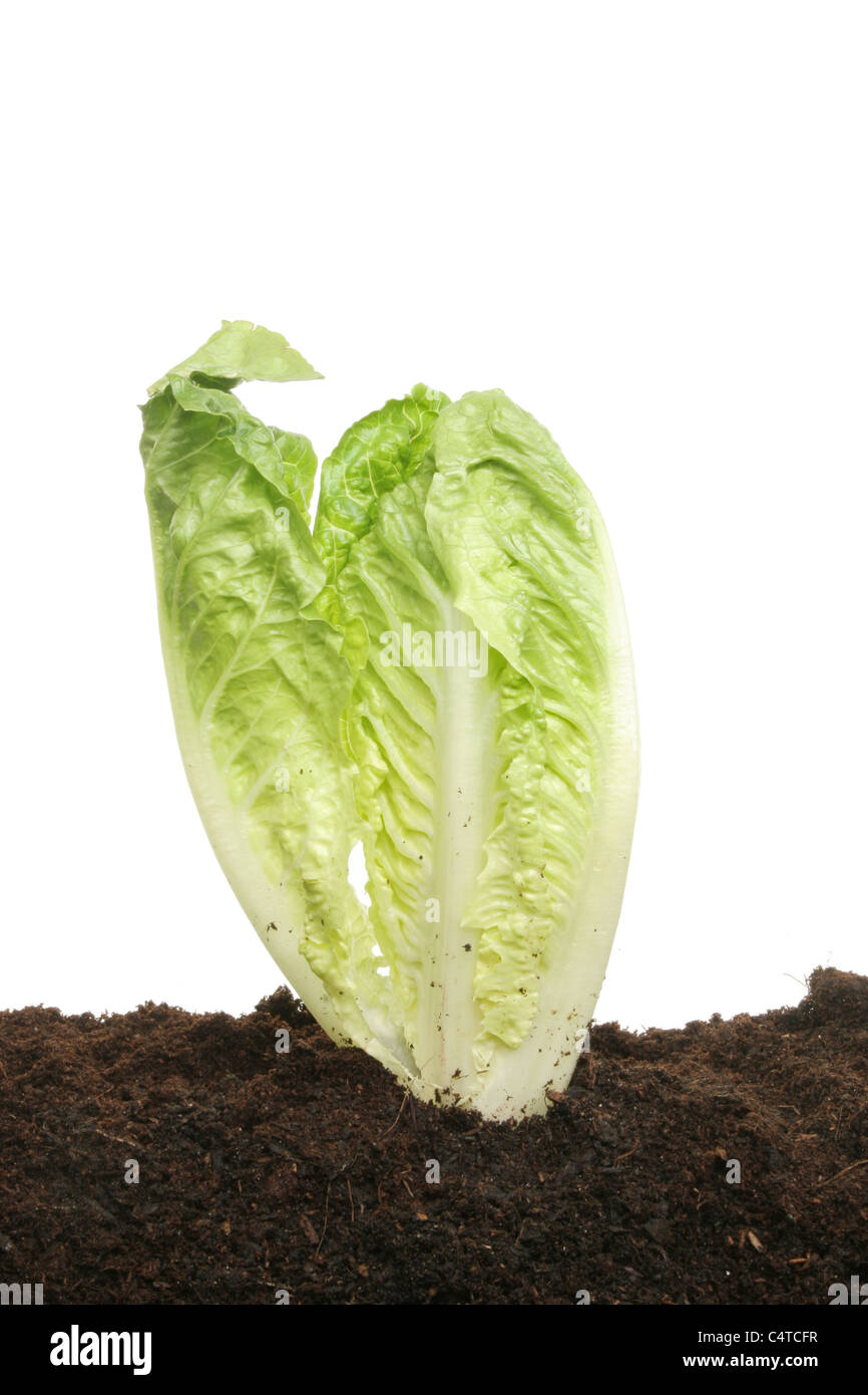 Lettuce, salad, plant growing in soil against a white background Stock ...