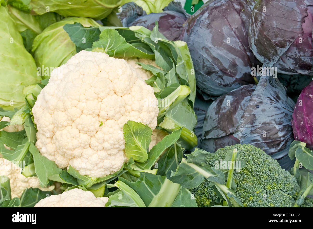 Cale green hi-res stock photography and images - Alamy