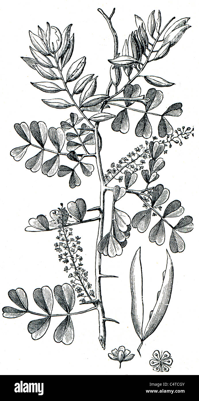 Logwood tree hi-res stock photography and images - Alamy