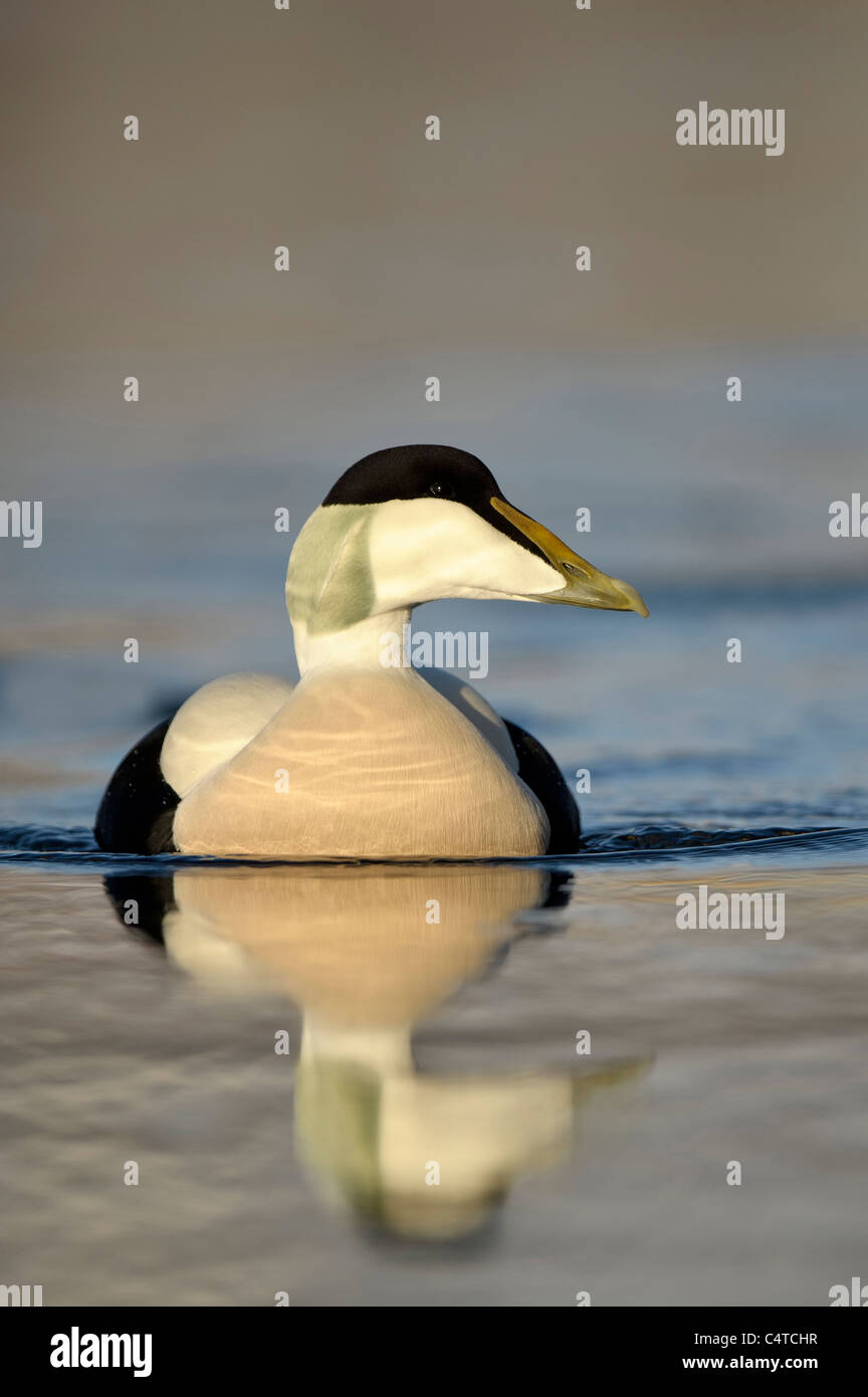 Common Eider (Somateria mollissima). Drake swimming towards the camera ...
