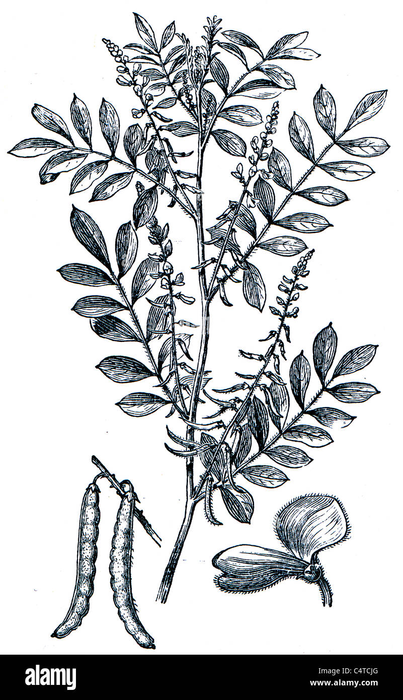 True indigo indigofera tinctoria hi-res stock photography and images ...