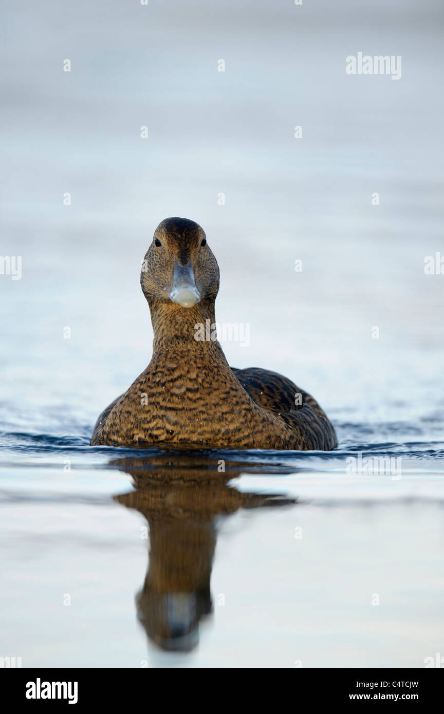Female common eider duck in hi-res stock photography and images - Alamy