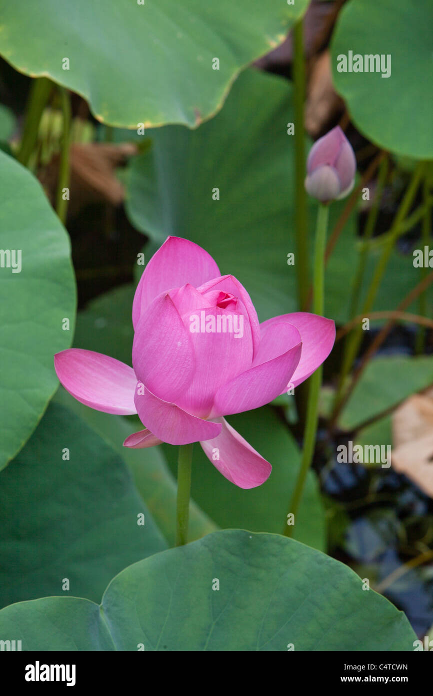 Immature Pink Water Lily Flower Stock Photo - Alamy