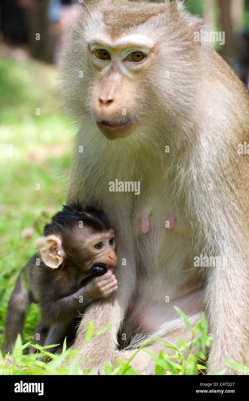 Baby Monkey with Mom Stock Photo - Alamy