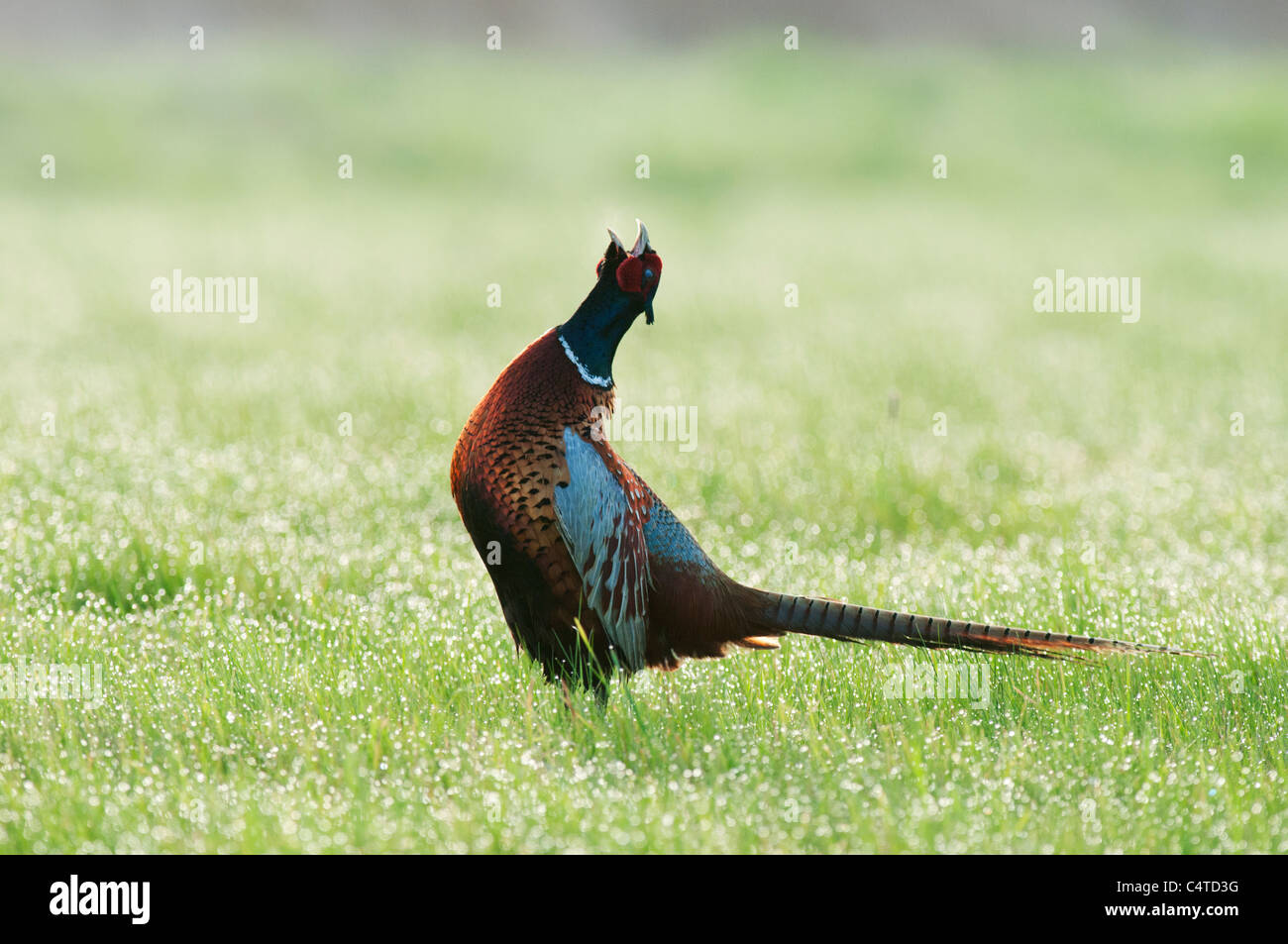 Male common pheasant crowing on dewy grass, Elmley Marshes, isle of ...