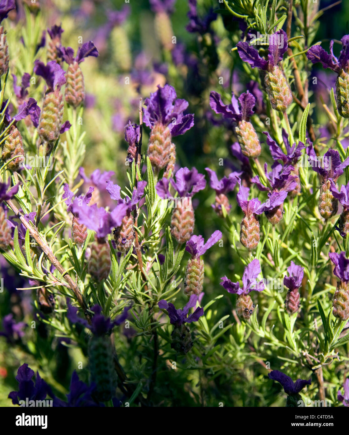 Lavender plant hi-res stock photography and images - Alamy