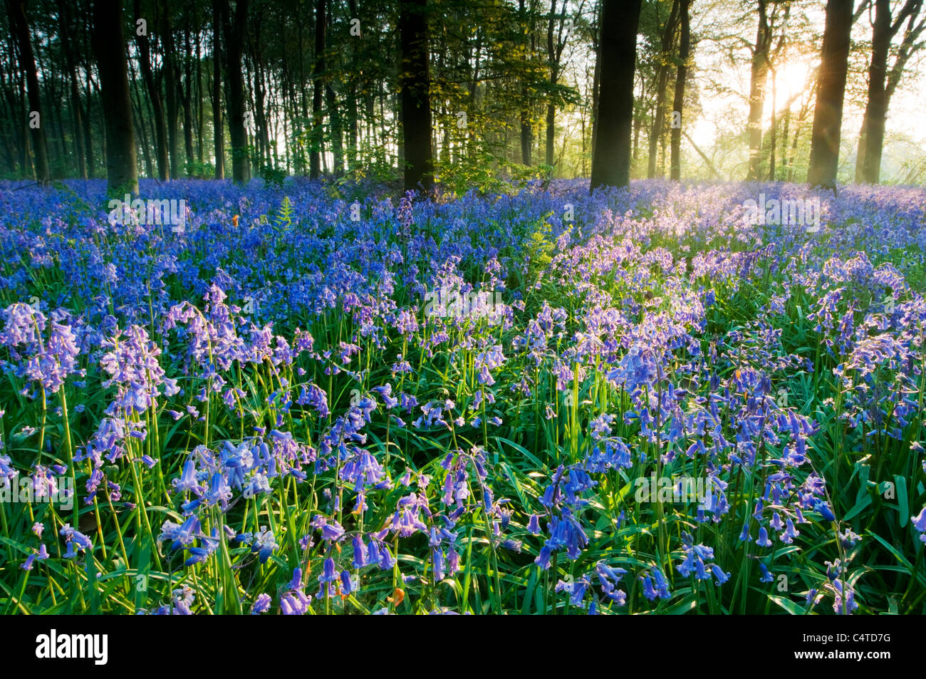 Bluebell (Hyacinthoides non-scripta), flowers, in beechwood at sunrise ...